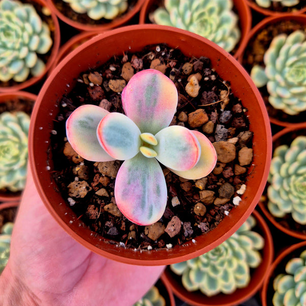 Compra online Cotyledon orbiculata var oophila variegado – Donsuculentas